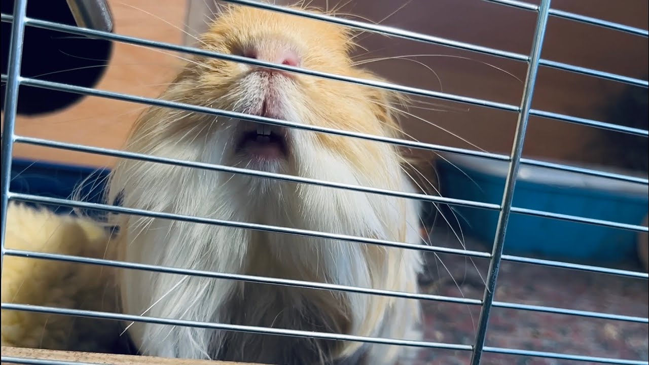 Wheek Wheek. Silkie Guinea pig. - YouTube