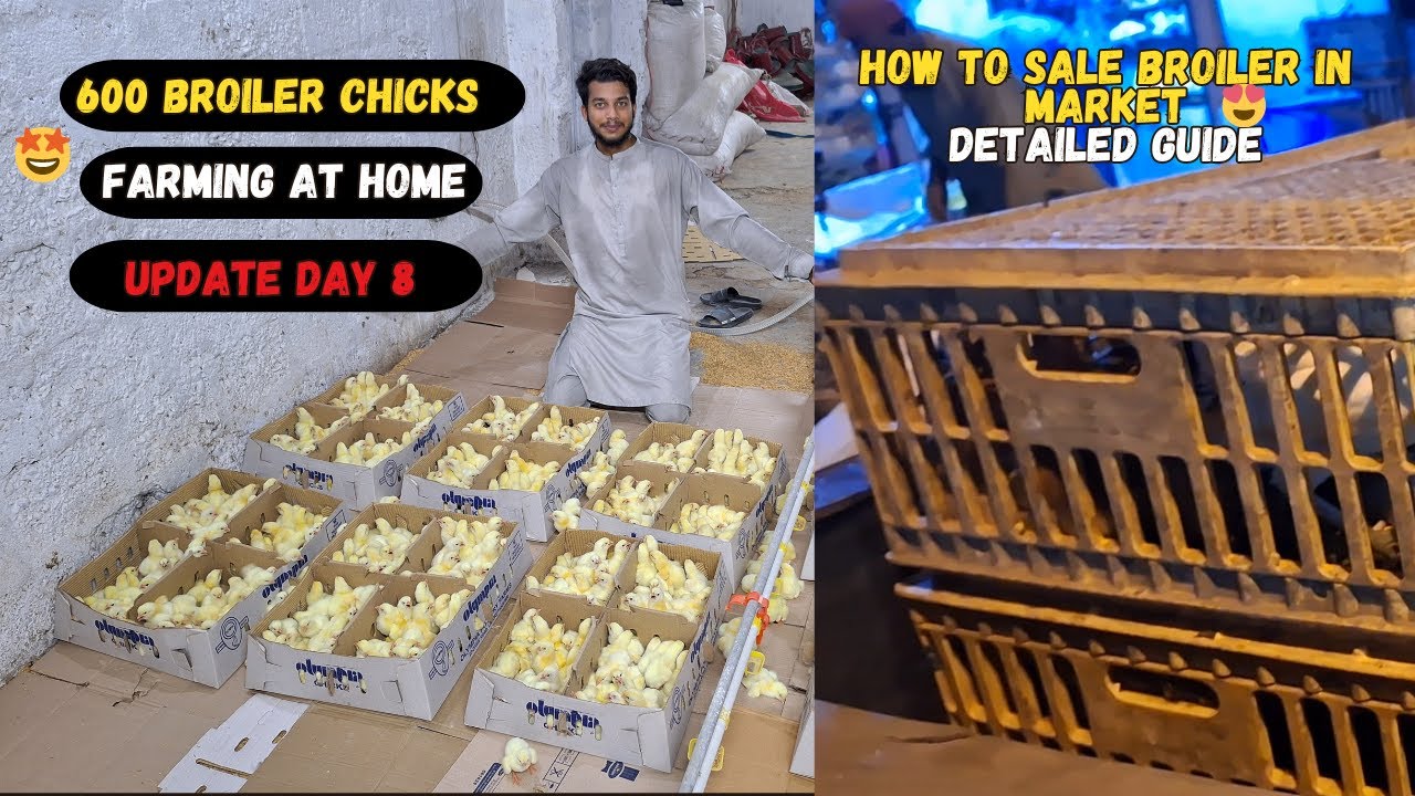 How to Sale Broiler Chicken In Market Detailed Guide 🐥 ️ | Small Scale ...
