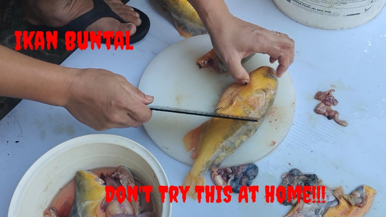 Menyiang Ikan Buntal,Ikan Beracun Yang Boleh Mematikan - YouTube