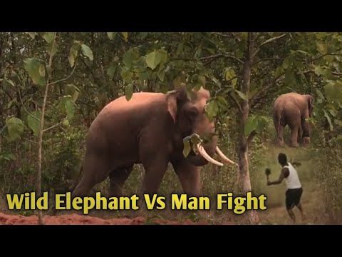 AngryTusker Wild Elephant Vs Man Fight / Tusker Elephants Attack on ...