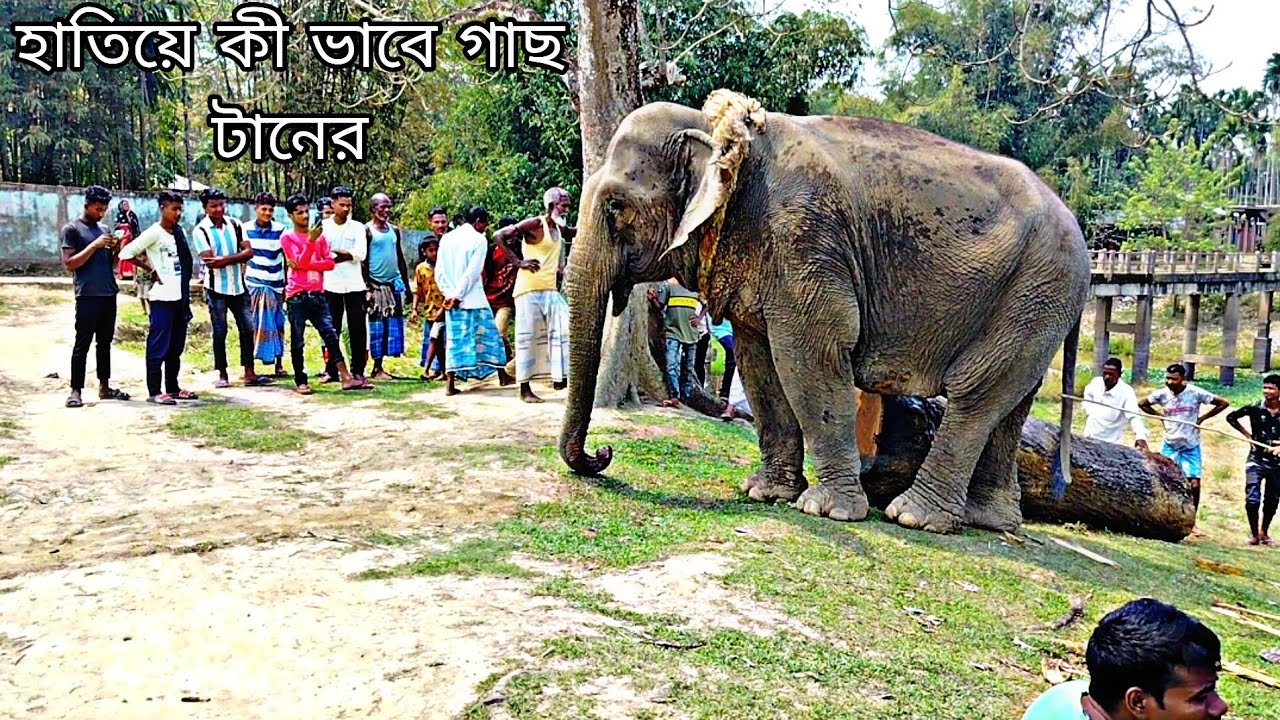 Elephant pulling a tree HAILAKANDI 2023 | elephant Hailakandi # ...