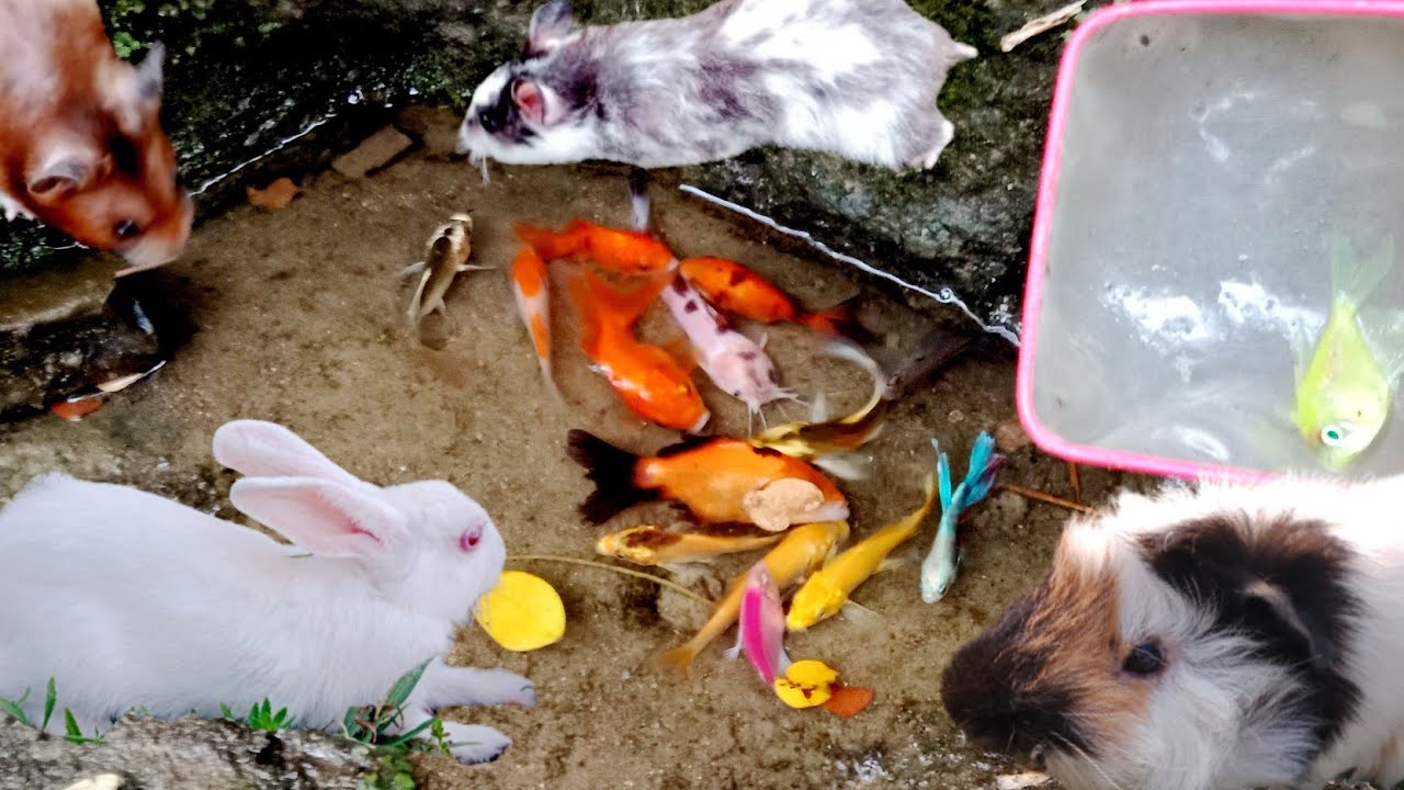 MENANGKAP HEWAN LUCU, IKAN HIAS WARNA WARNI, MARMUT LUCU, IKAN GLOFISH ...