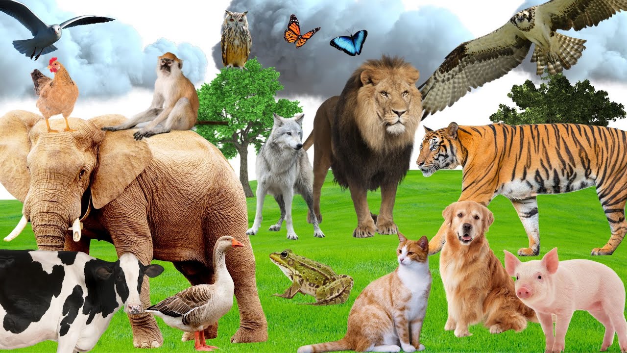 30 ANIMALS SOUND | TIGER ELEPHANT CAT DOG BIRD COW - YouTube