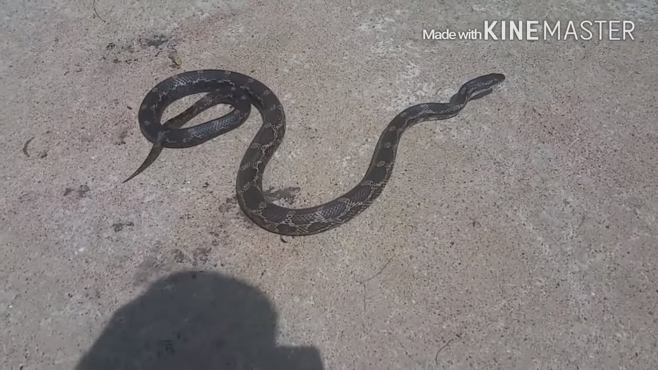 4 foot snake in your shed rattling it's tail... what do you do? - YouTube