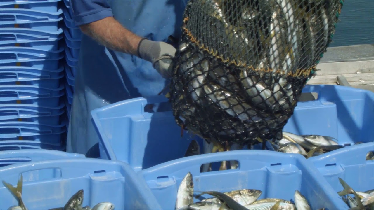 commercial fishing industry fisherman fish catch on boat at fishing ...