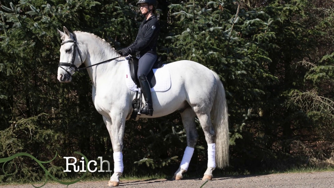 Rich Man Dressage gelding - YouTube