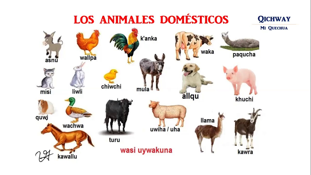 LOS ANIMALES DOMÉSTICOS EN QUECHUA (QUECHUA COLLAO - PUNO) TERCERA ...