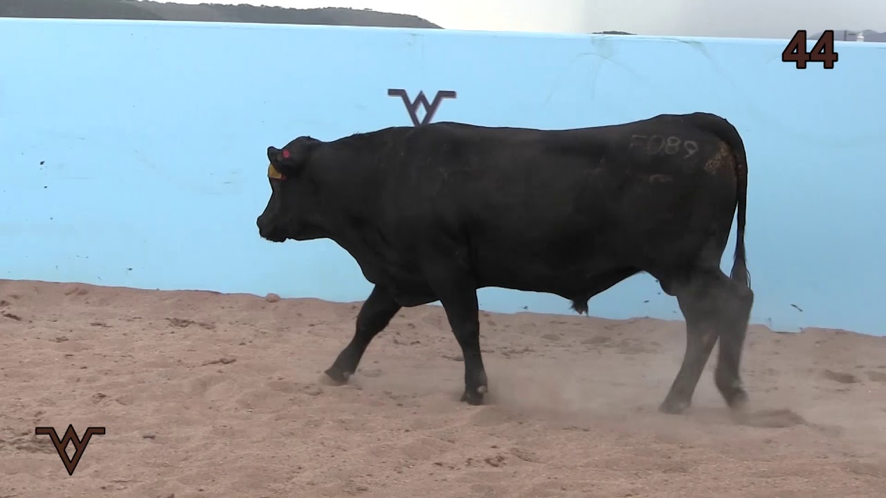 Flying W Diamond Ranch Lot 44 - YouTube