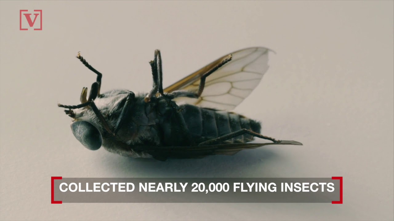 90% of Insects Found in Hospitals Carry Antibiotic Resistant 'Super ...