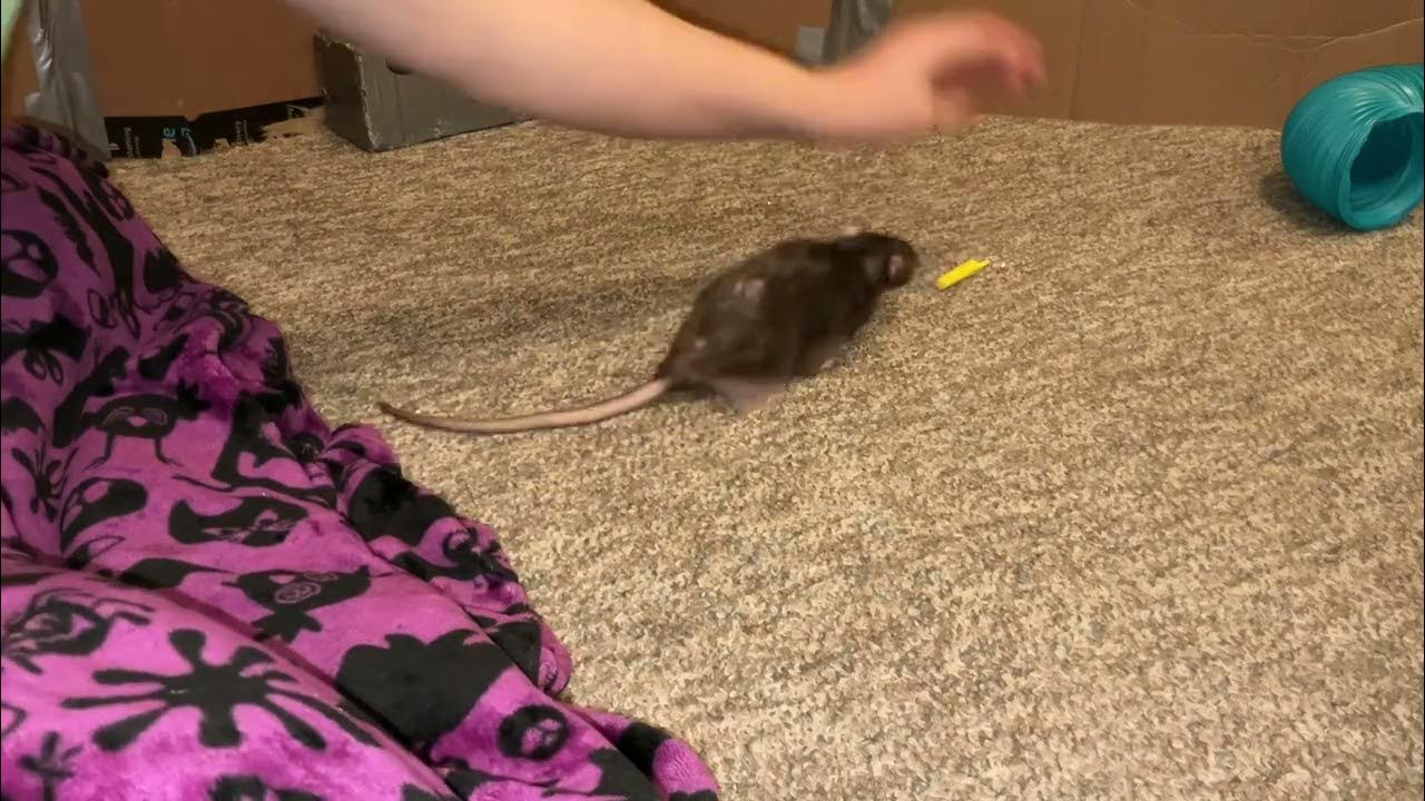 My senior pet rat Olive practicing some fun tricks! - YouTube