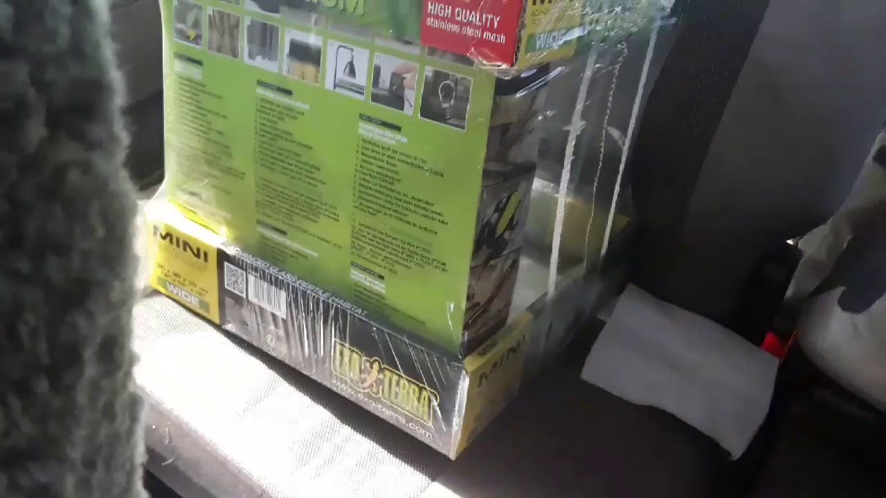 New pet huntsman spider set up - YouTube