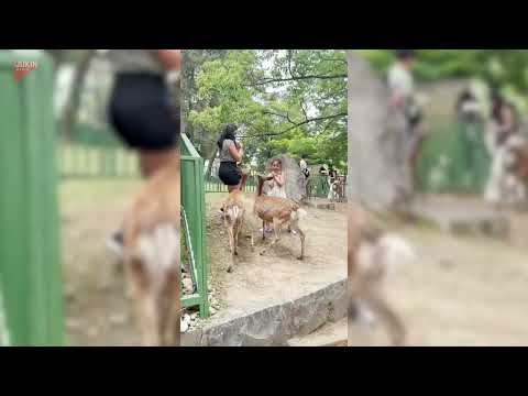 Women Get Chased by Hungry Deer in Funny Park Encounter - 1679444