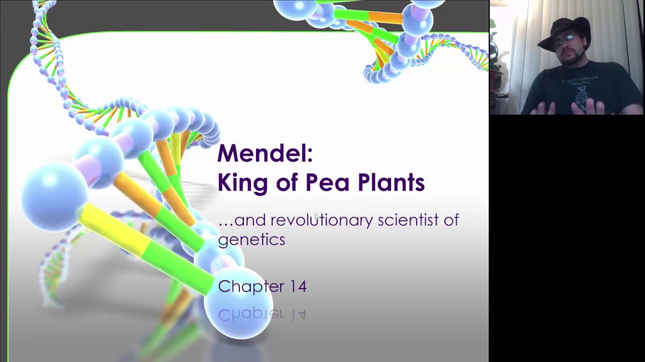 Spring 2017 Bio 1080 Chapter 14 - Mendelian Genetics - YouTube