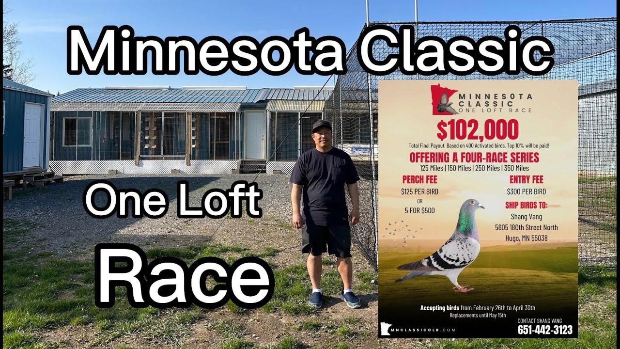 Visiting Minnesota Classic One Loft Race #pigeonracing #pigeon # ...