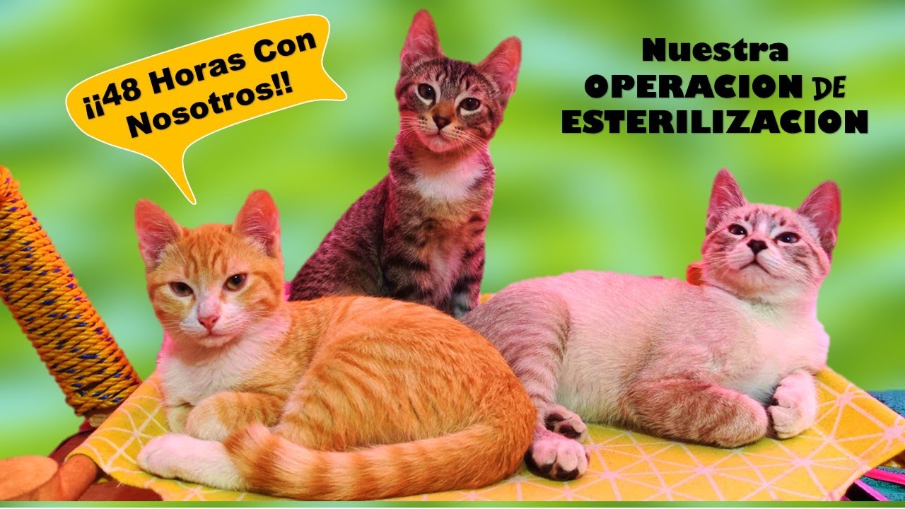 48 HORAS CON MIS 3 GATOS!! 🐱🙀😸 - YouTube