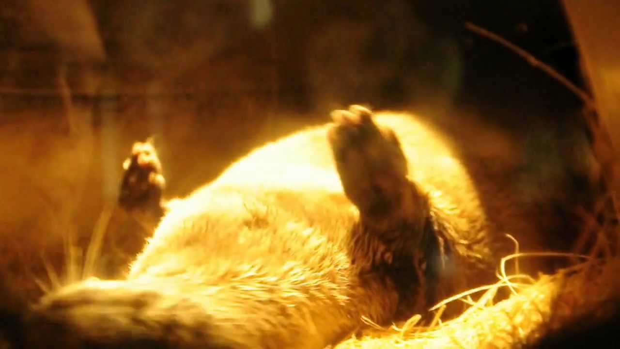 River Otter Den - Woodland Park Zoo in Seattle, WA - YouTube