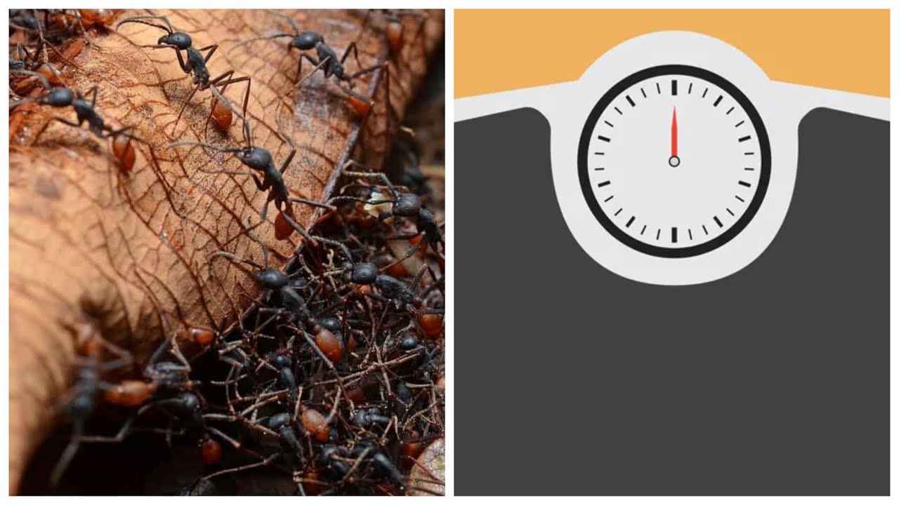 Scientist calculate the total weight of all insects on Earth. - YouTube