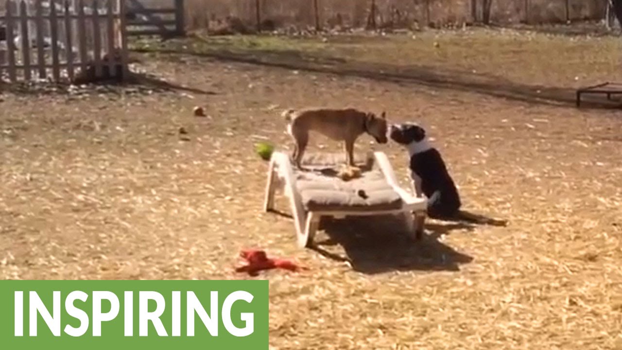 Inspiring playtime betweetn disabled Pit Bull and rescued street dog ...