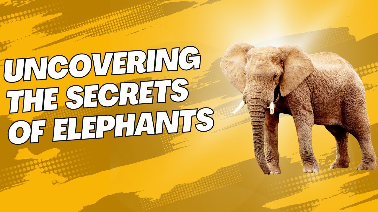 Uncovering the Fascinating Secrets of Elephants: A Journey of Discovery ...