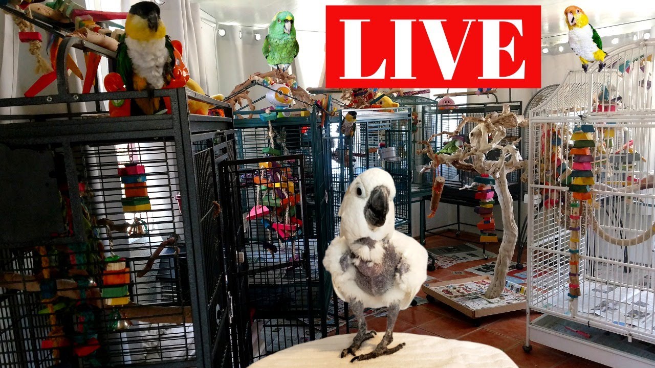How Safe is Your Bird Room | Bird Room Talk Sunday - YouTube