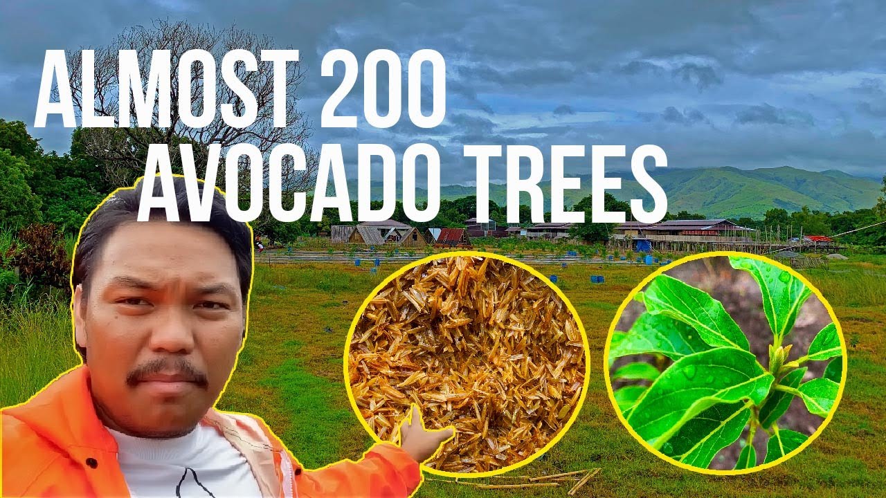 WEEDING AND MULCHING - ALMOST 200 AVOCADO TREES IN BUKID NI TATAY - YouTube