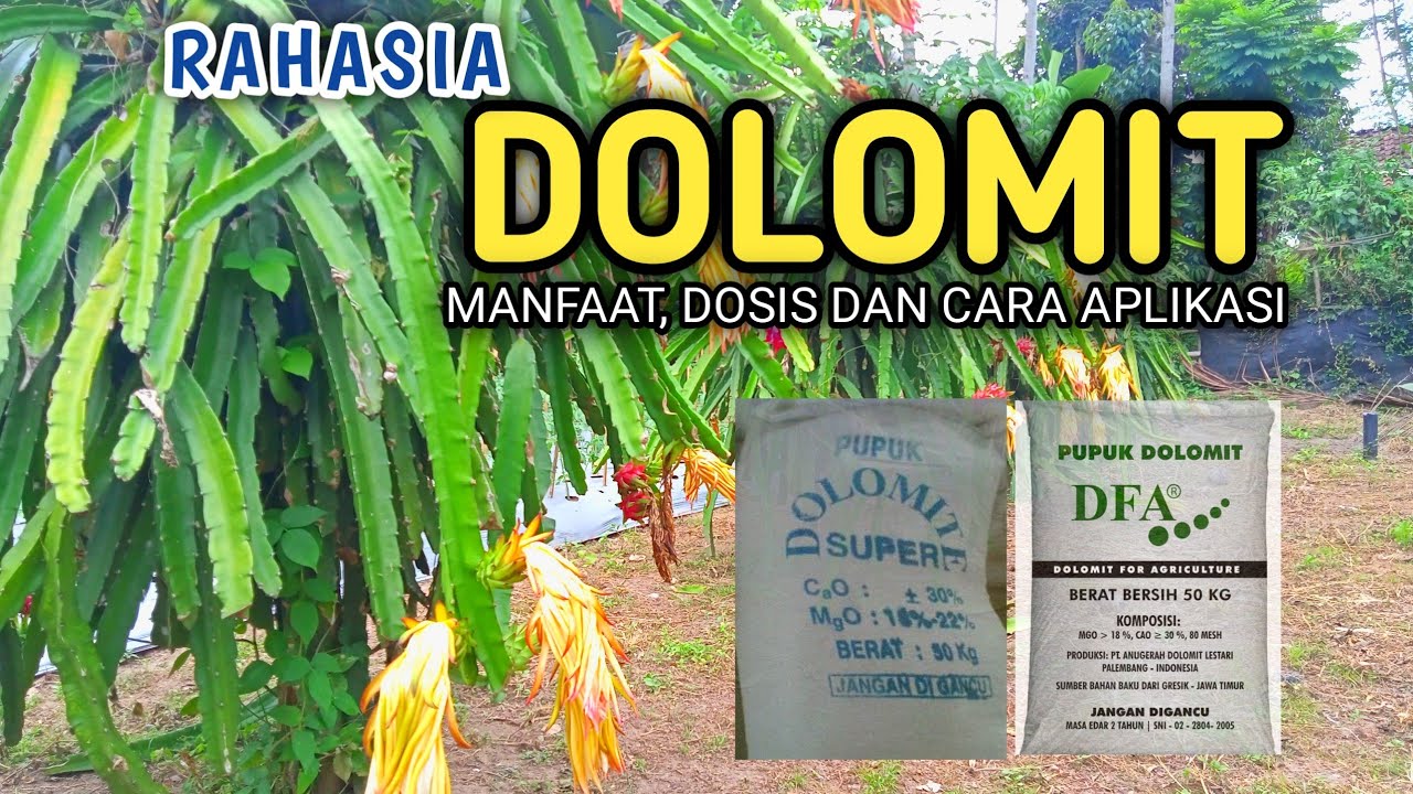MANFAAT RAHASIA DAN BAGAIMANA MENENTUKAN DOSIS APLIKASI DOLOMIT - YouTube