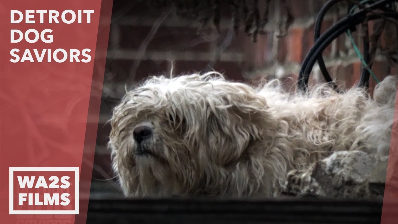 Caught on Camera - Abandoned Wet Dog Rescued By Detroit Dog Saviors ...