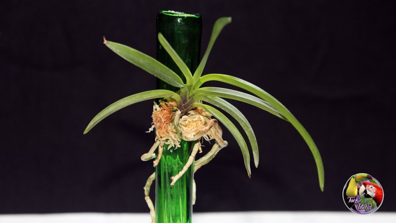 GROWING ORCHIDS DIFFERENTLY – Neofinetia – Japanese wind orchid ...