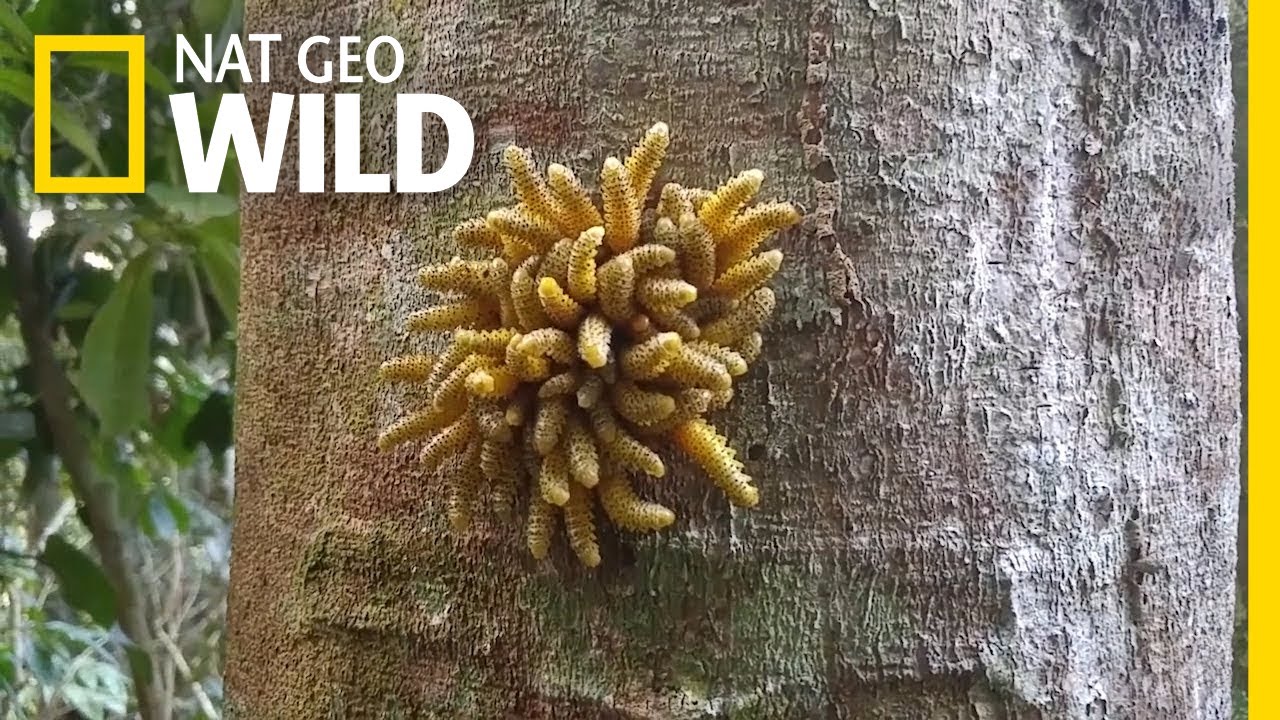 This Bug's Form of Defense? Synchronized Wiggling | Nat Geo Wild - YouTube