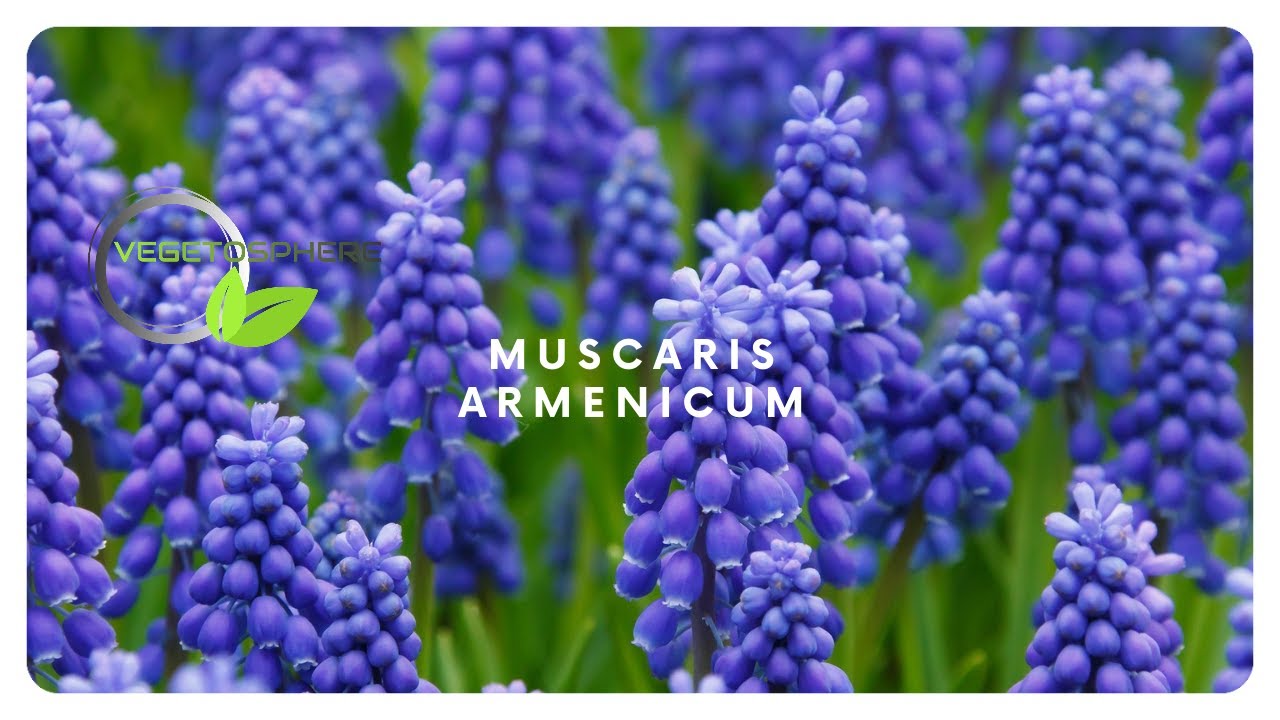 Muscari, un bulbe de coloniser et d'égayer un endroit dégarni. #bulbes ...