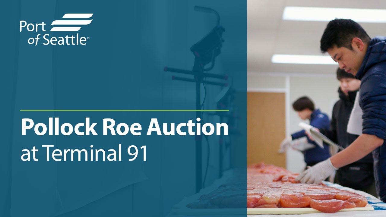 Pollock Roe Auction | Terminal 91 - YouTube