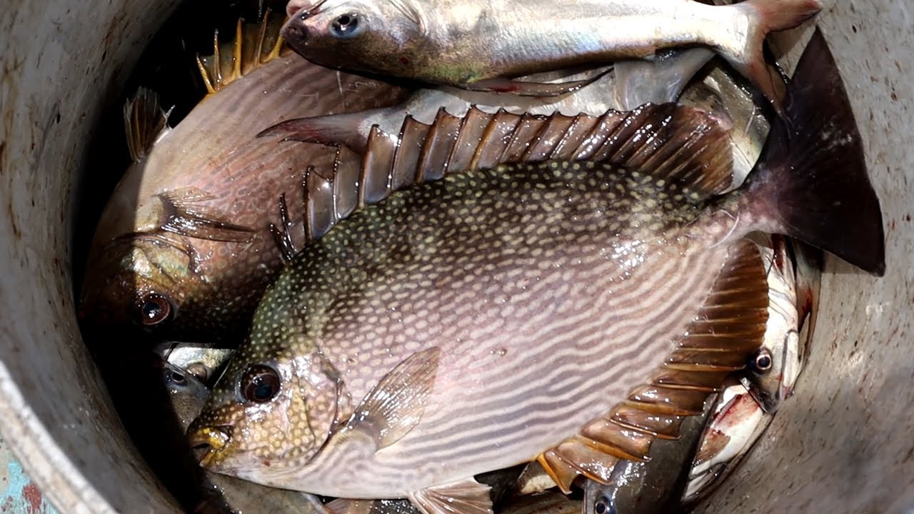 Rabbit Fish & Catfish fishing in back water in handline - YouTube