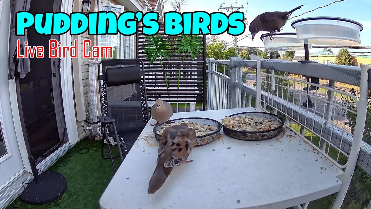 Pudding's Birds - Live Bird Cam Replay (2K) - YouTube
