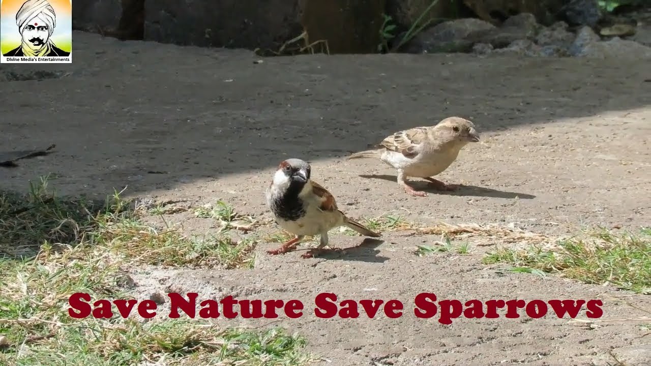 Save Nature Save Sparrows - YouTube
