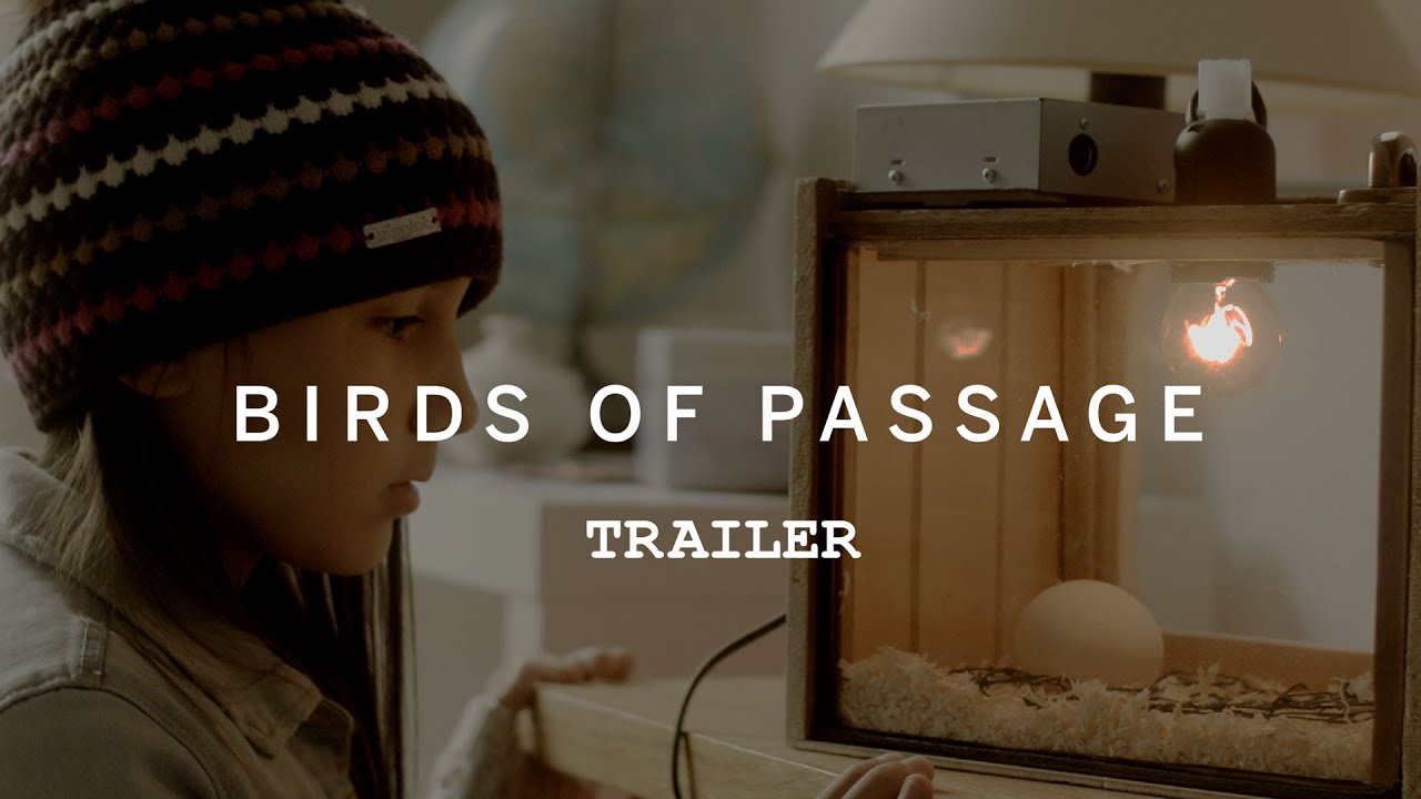 BIRDS OF PASSAGE Trailer | TIFF Kids - YouTube