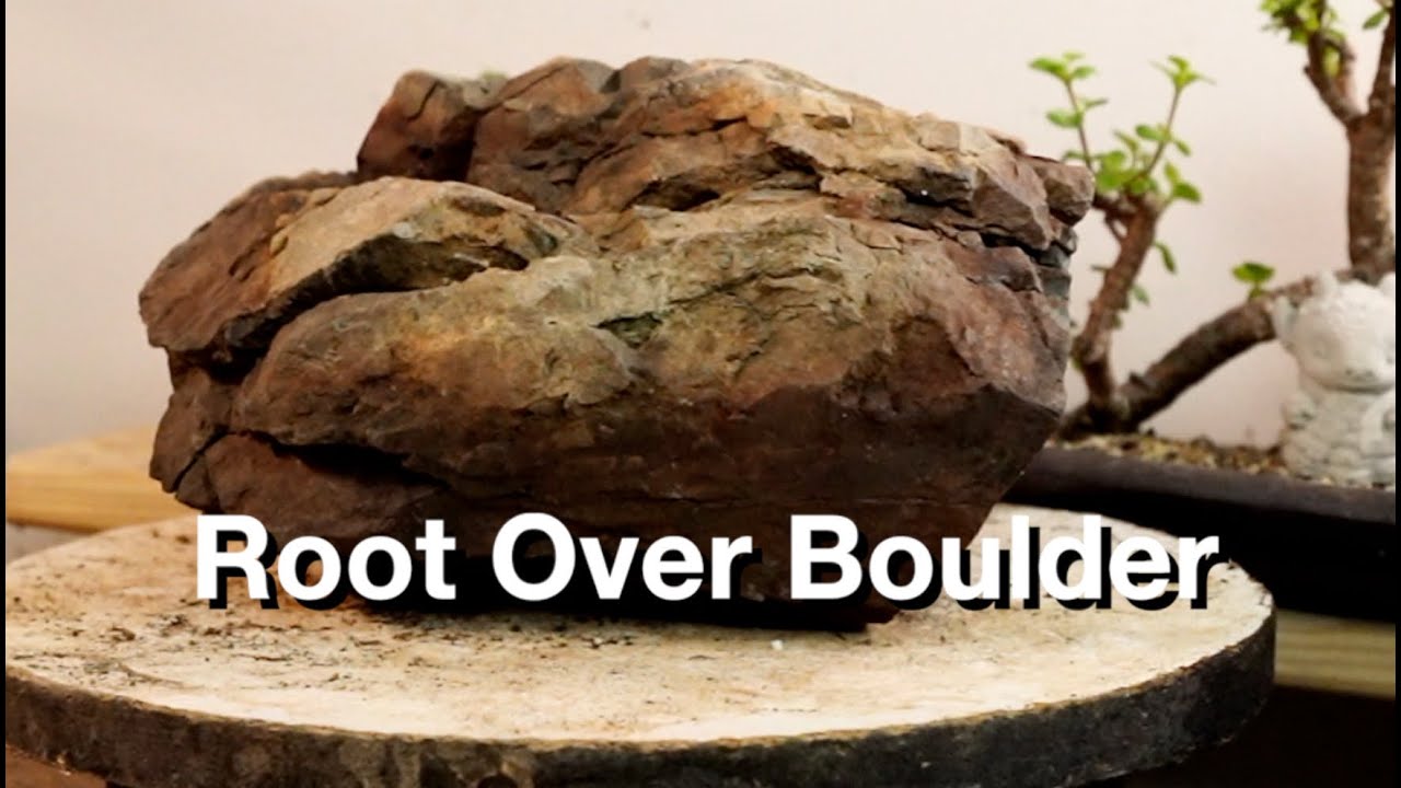 Root Over Boulder: Dave's Bonsai E379 - YouTube