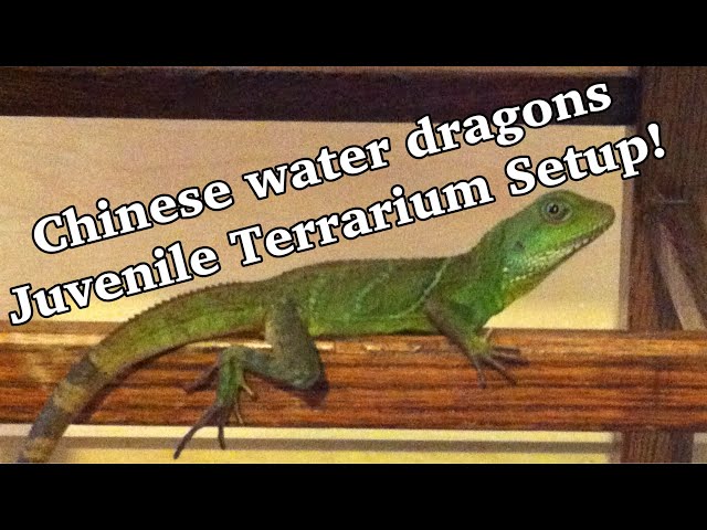 Baby Chinese Water Dragon Setup