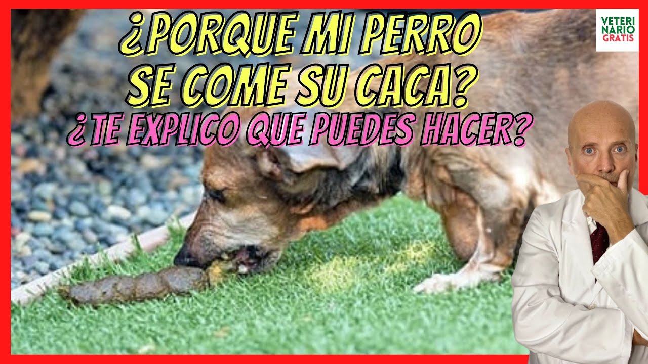 Funciona La Piña Para Evitar Que Los Perros Coman Caca