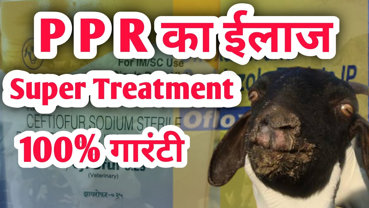 Ppr in goats symptoms and treatment| Ppr disease in goats| Ppr का ...