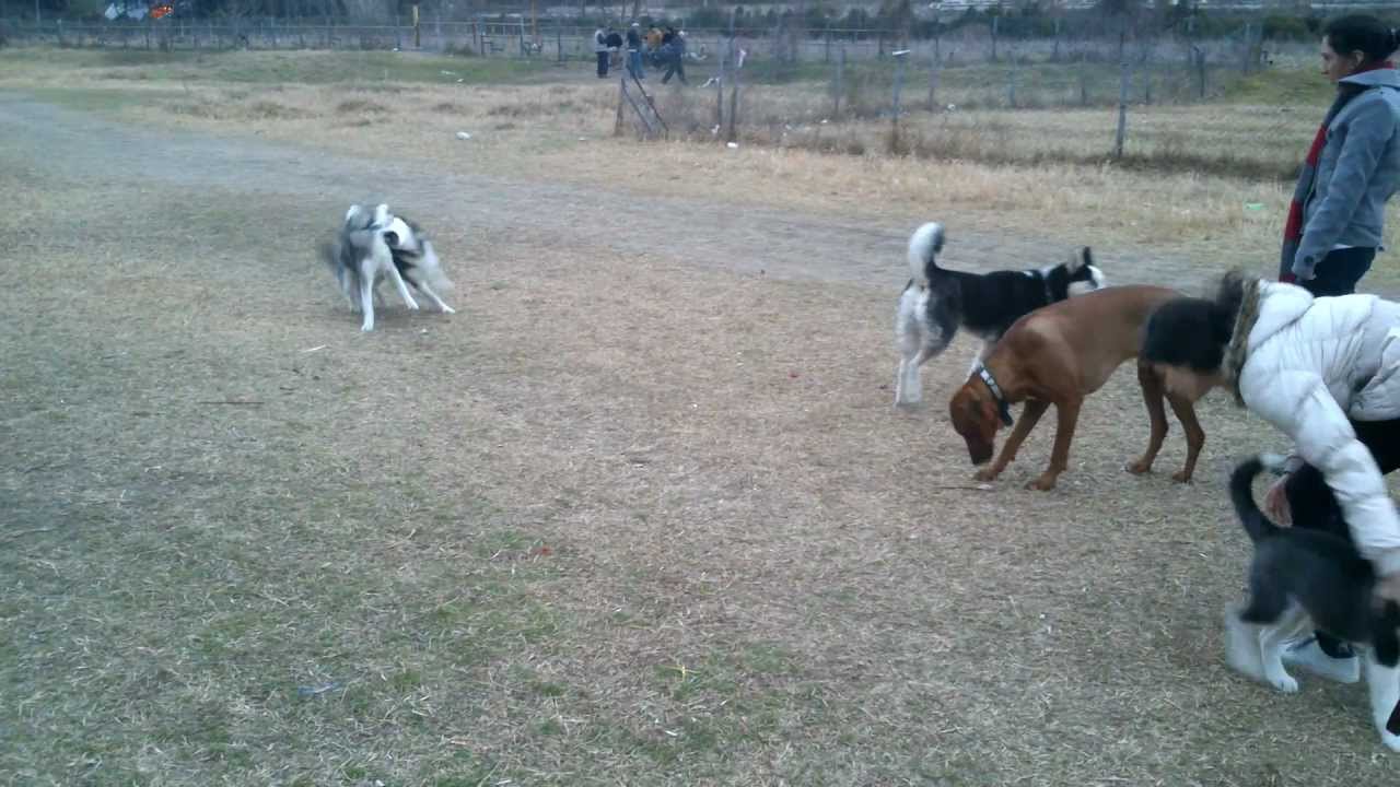 Siberian Huskies & Rhodesian Ridgeback Puppies - YouTube