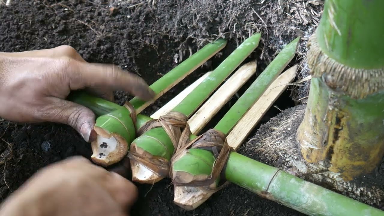 Wild Man: Create Amazing Spear Bamboo Trap to Catch Bamboo Rat in The ...