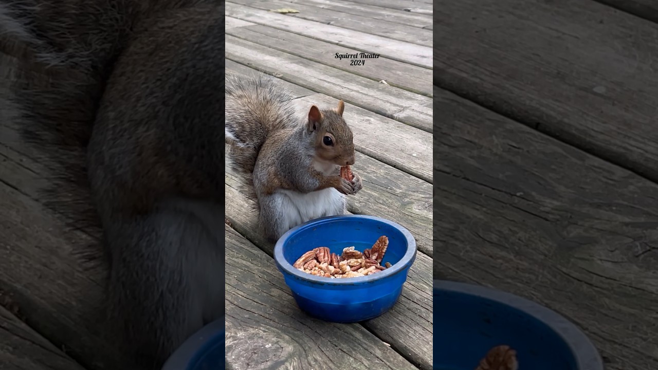 Saturday afternoon squirrel 😁🐿 #squirrel #wildlife #cute - YouTube