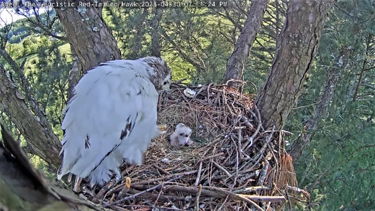 Leucistic Red-tailed Hawk Cam ~ Egg #2 has hatched 🐣~ 4/30/2023 - YouTube