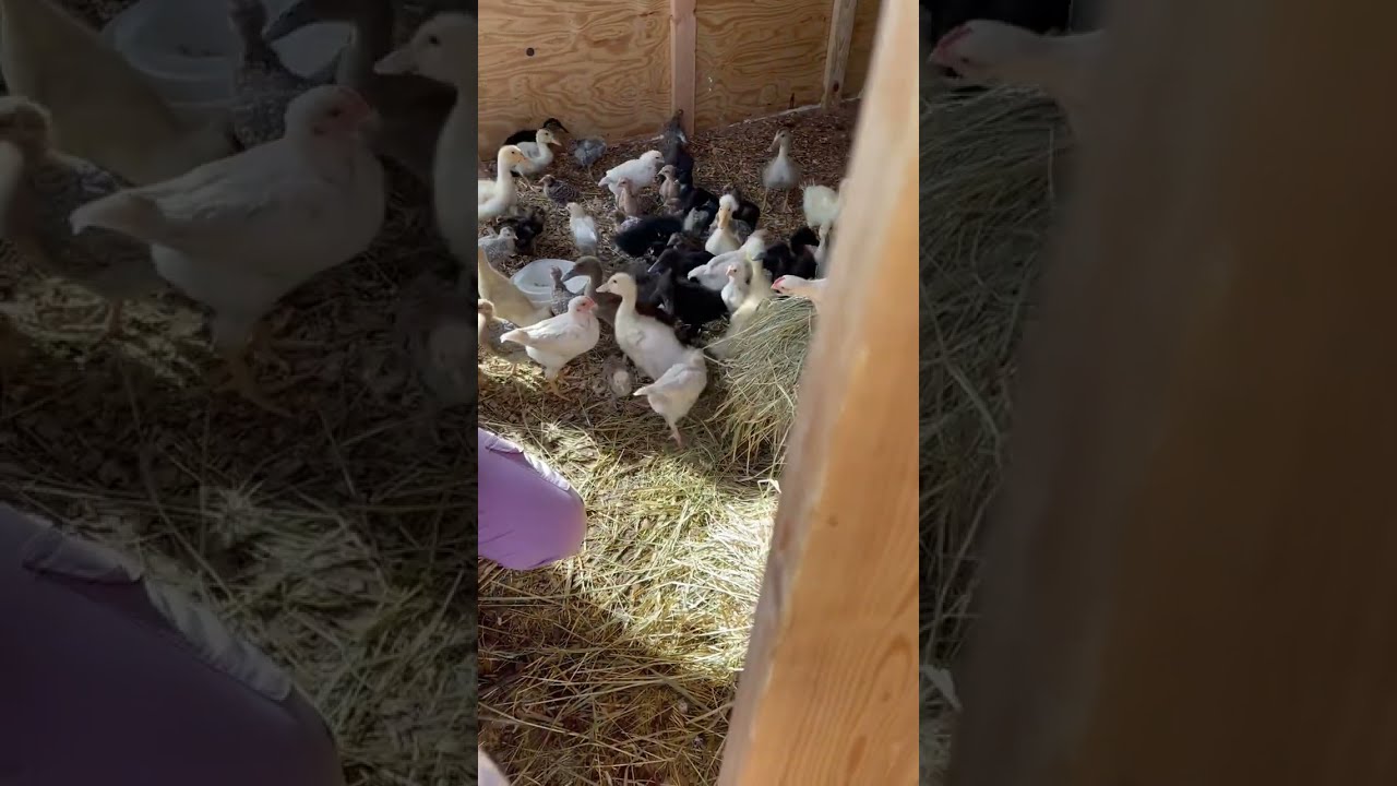 Do they all have names? #babies #shorts - YouTube