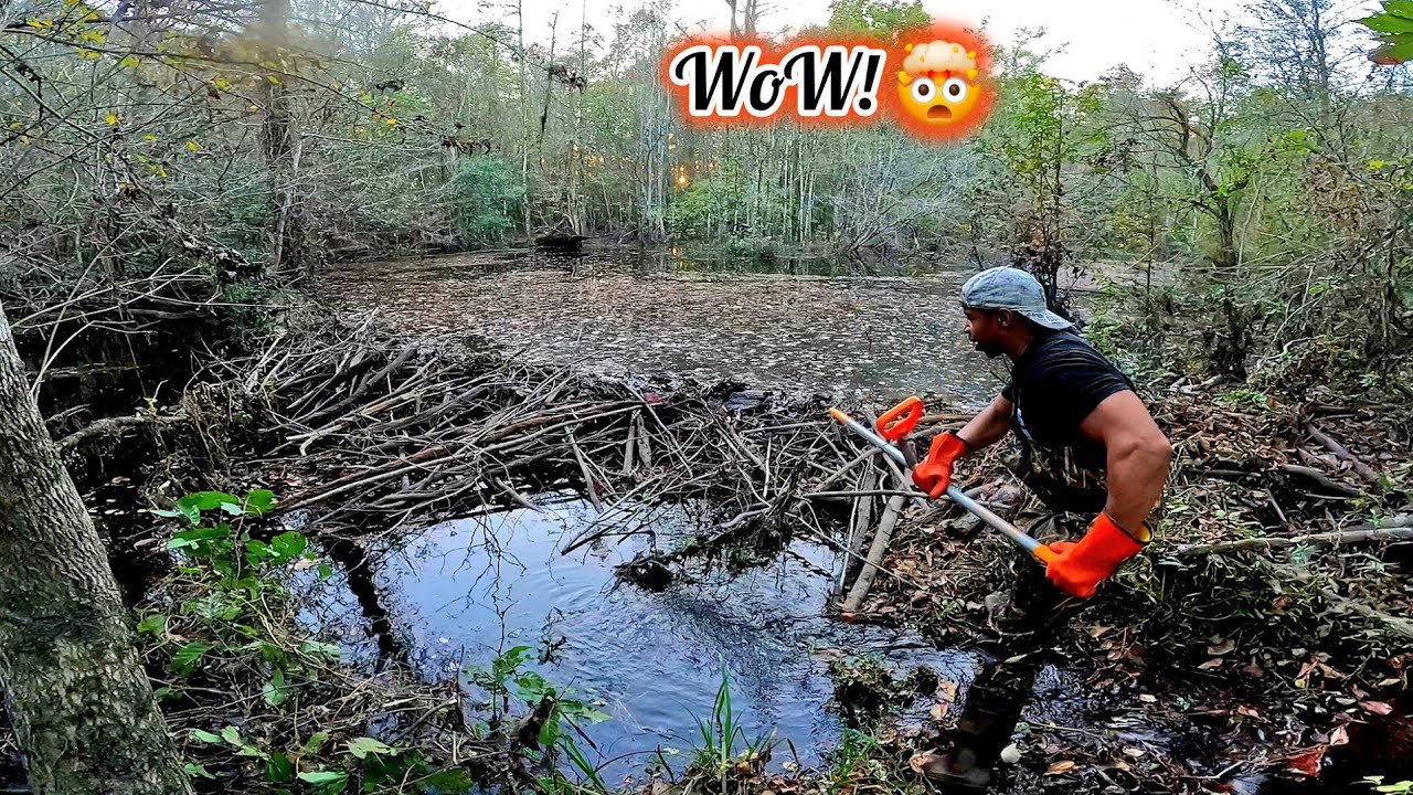 Outrageous FLooding! || Beaver Dam Removal Downstream At The Culvert ...