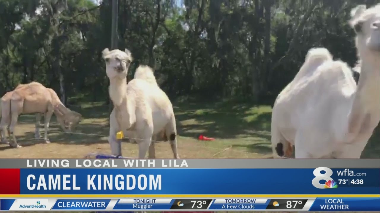 Celebrate Hump Day with free camel drive-thru at Hillsborough ...