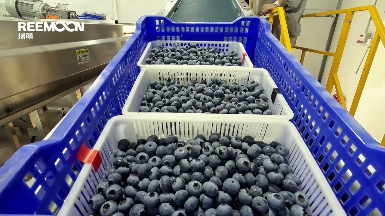 Blueberry automated sorting and packaging - YouTube