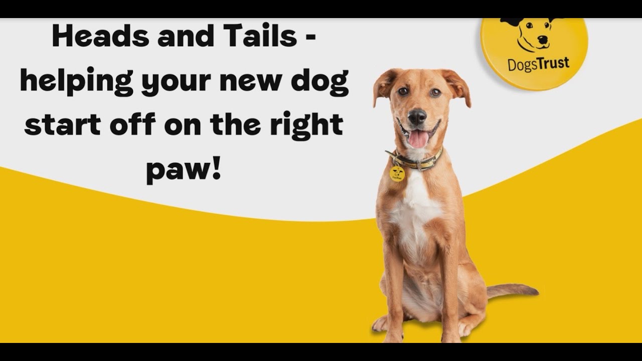 Successfully Adopting a Dog | Full Video | Dogs Trust USA - YouTube