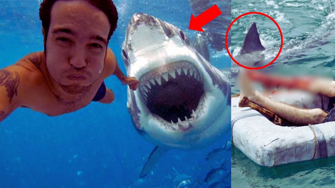 6 Real Life Shark Encounters That Will Haunt You - YouTube