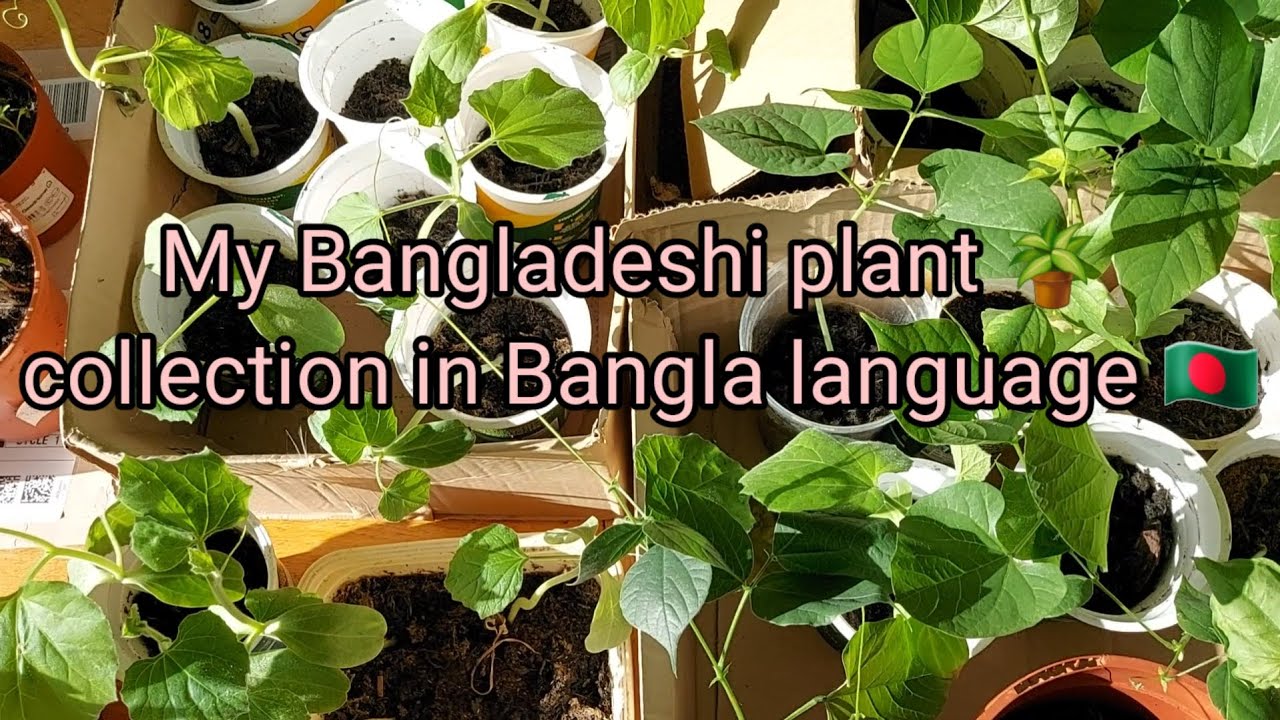 My Bangladeshi plant 🪴 collection in Bangla Language 🇧🇩 - YouTube